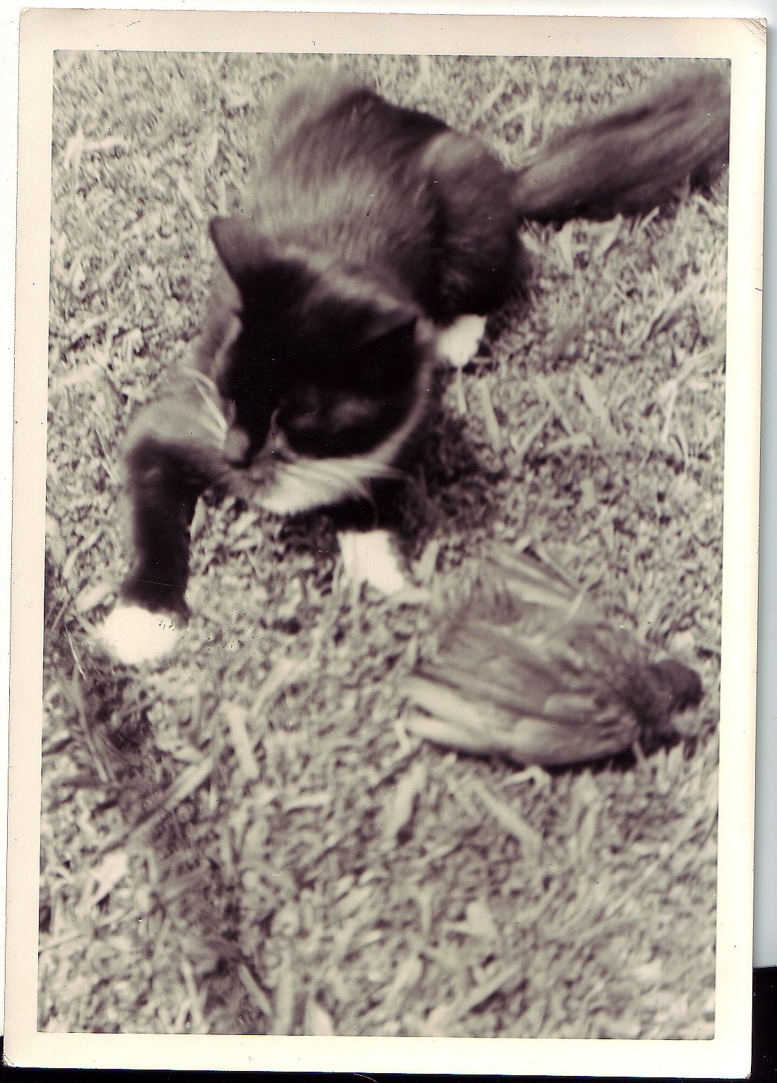 Reading the Maps: Cats, poetry, and left-wing polemic: a sort of reply ...